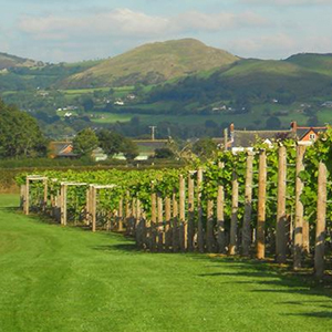Kerry Vale Vineyard – Grown In Wales