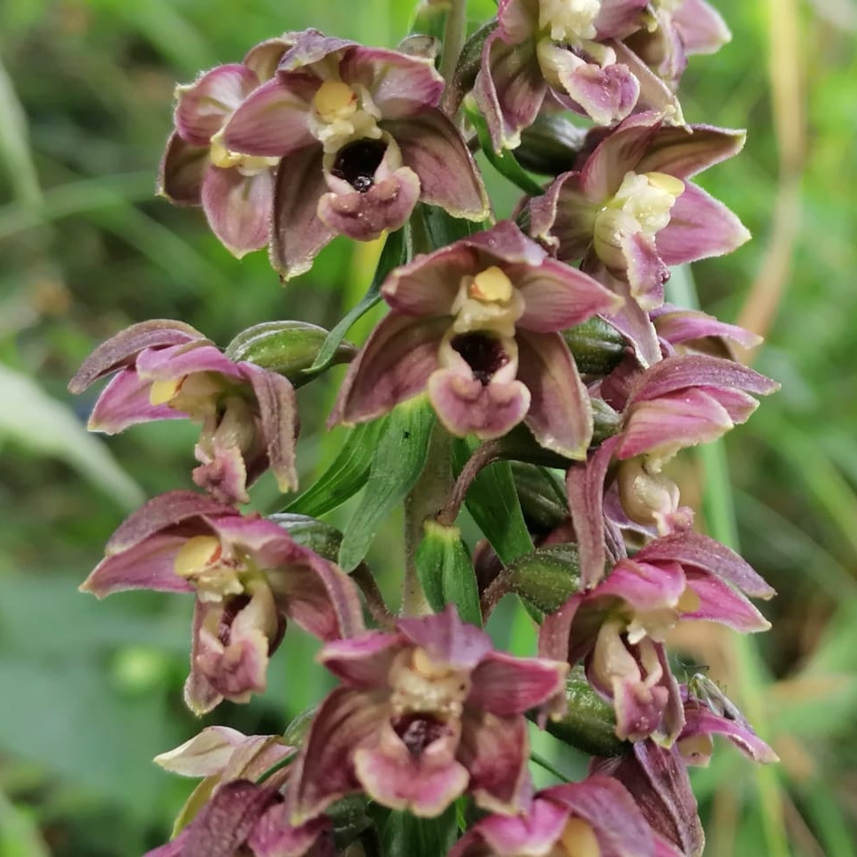 Celtic Wildflowers – Grown In Wales