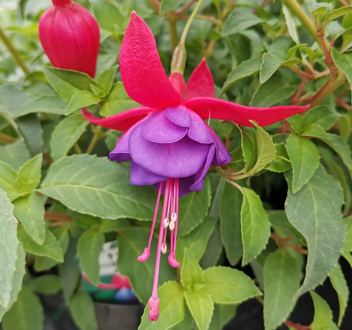 Gower Plant Centre – Grown In Wales